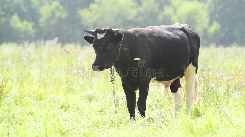 Black Bull and Brown Cow with White Spots Grazing on Green Sloped ...