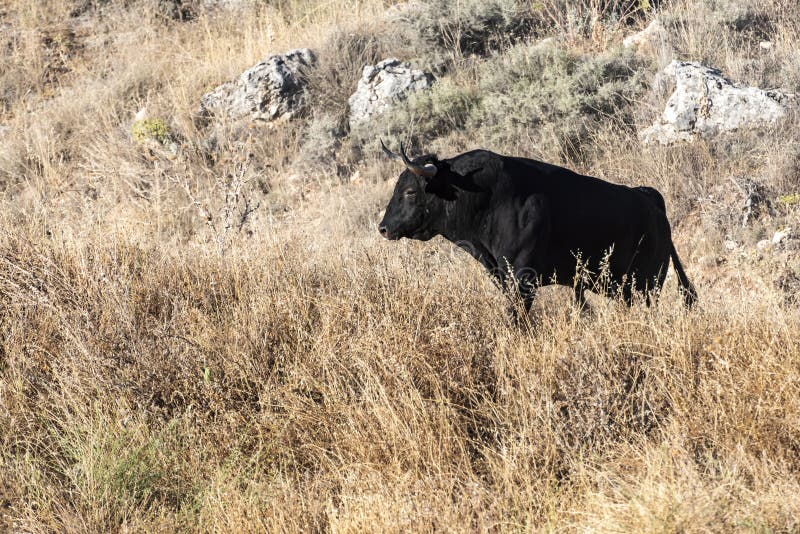 Black Bull Looking Defiantly from a Height Stock Image - Image of ...