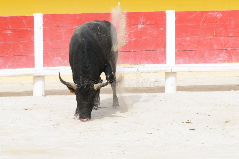 Black Bull Pawing Up Dust in a Bullring Stock Image - Image of snout ...