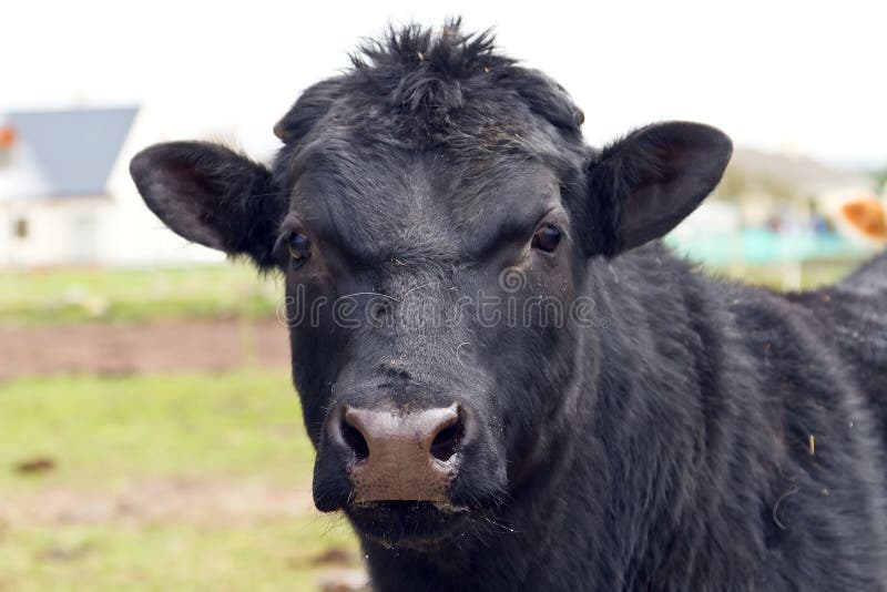 Black bull portrait stock image. Image of food, countryside - 28480365