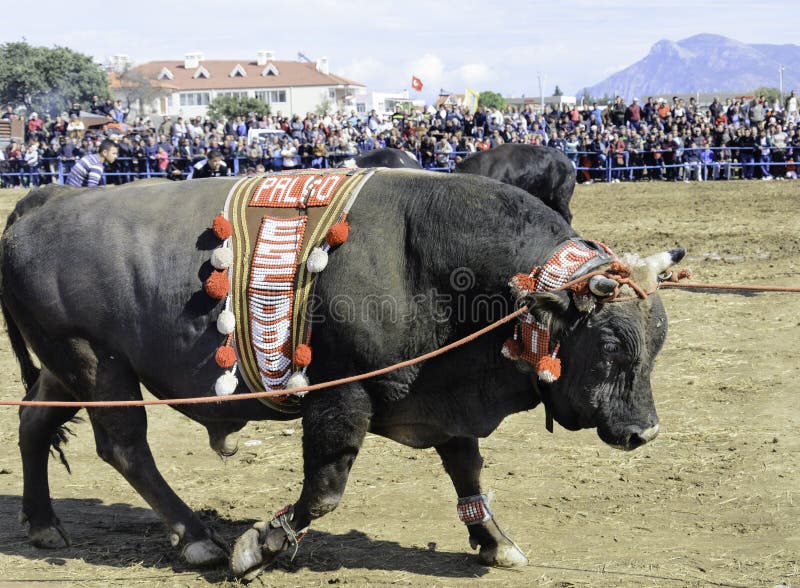 Bull fight editorial stock photo. Image of rady, agriculture - 123973748