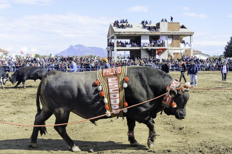Bull fight editorial stock photo. Image of animal, entertainment ...