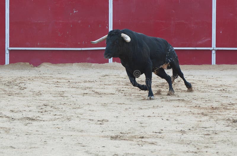 Black Bull Running in the Bullring Stock Photo - Image of tradition ...