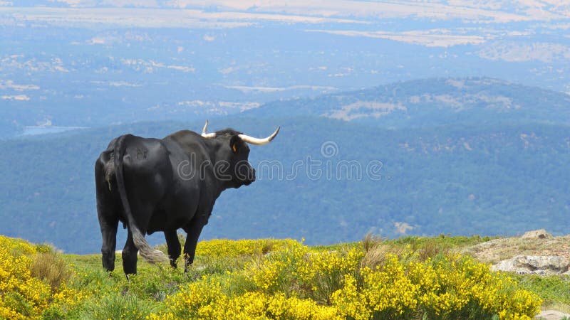 Black Bull in the Spring Meadow Looking at the Vale. Stock Photo ...