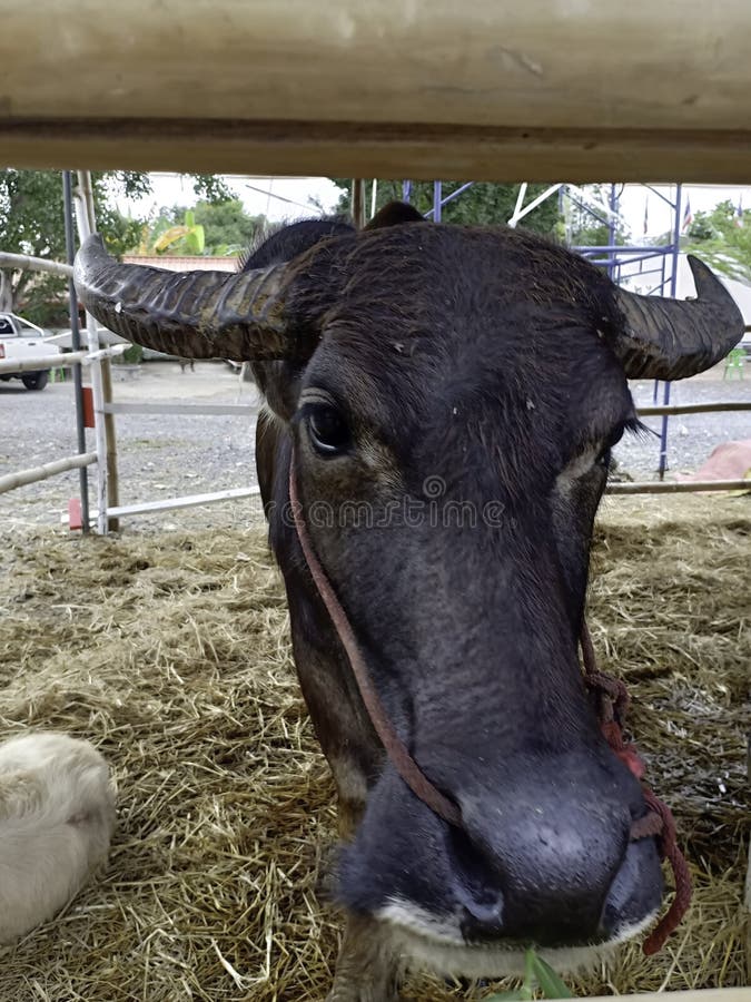 Black bull in the stable stock photo. Image of agriculture - 163089056