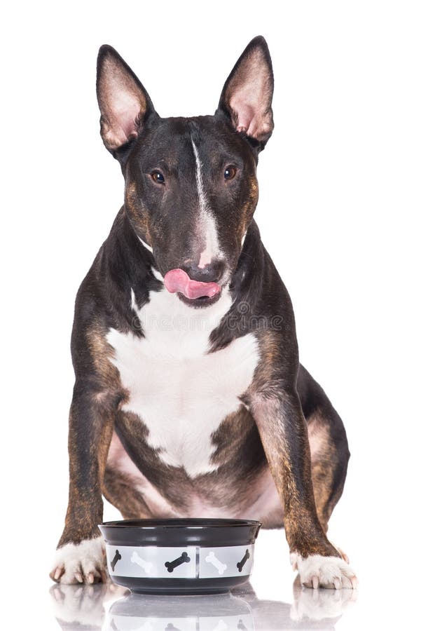 Black Bull Terrier Dog Eating Stock Photo - Image of doggy, miniature ...