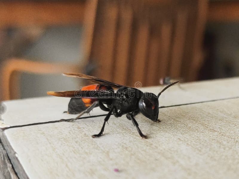 Black bumble bee stock photo. Image of insect, black - 271965808