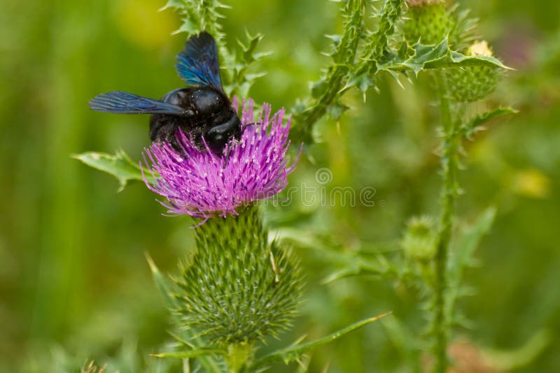 Black bumblebee stock image. Image of bombus, insects - 13130707