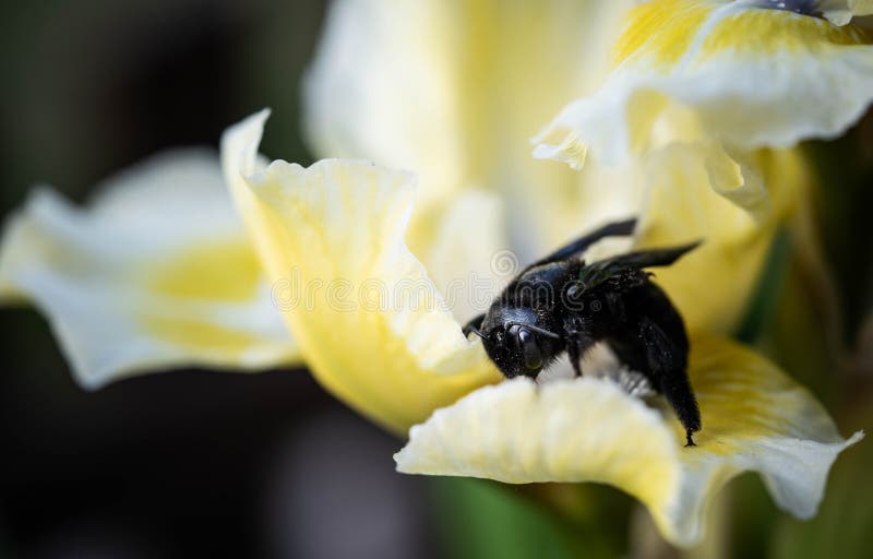 Black Bumblebee on a Yellow Flower, Incredible Nature Stock Image ...