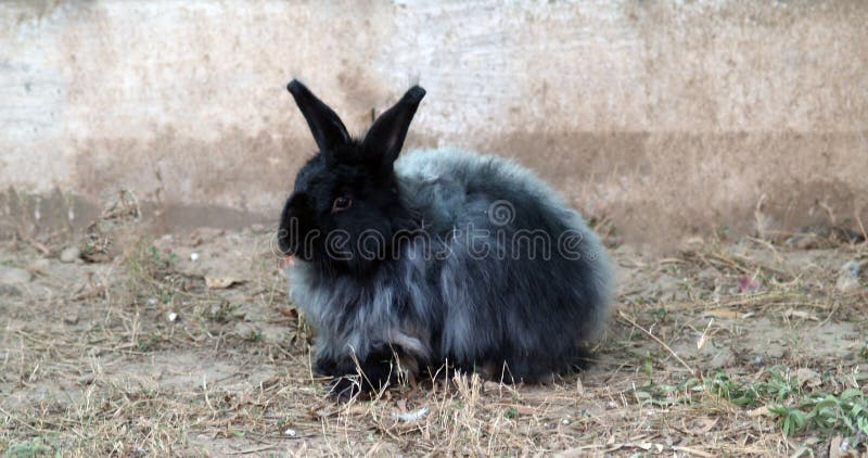 Black bunny stock image. Image of bunny, pretty, beautiful - 36278431