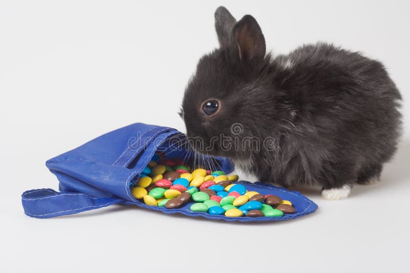 Black Bunny And Backpack And Chocolate Eggs Picture. Image: 4505288