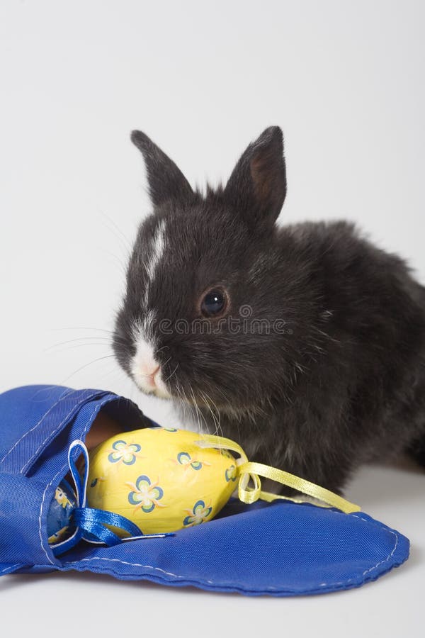 Black Bunny and Backpack and a Yellow Easter Egg Stock Image - Image of ...
