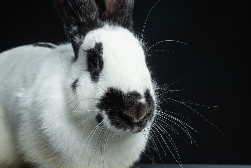 Rabbit with floppy ears stock photo. Image of small, friendly - 18762318