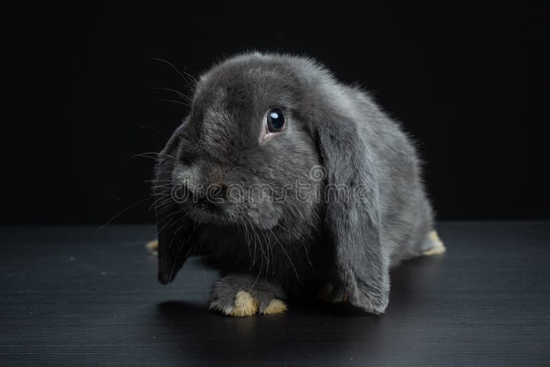 492 Cute Bunny Floppy Ears Stock Photos - Free & Royalty-Free Stock ...