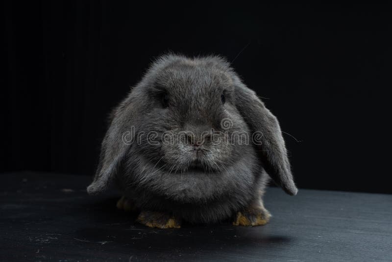 498 Cute Bunny Floppy Ears Stock Photos - Free & Royalty-Free Stock ...