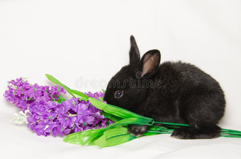 Black bunny on flower stock photo. Image of lagomorphs - 52727708