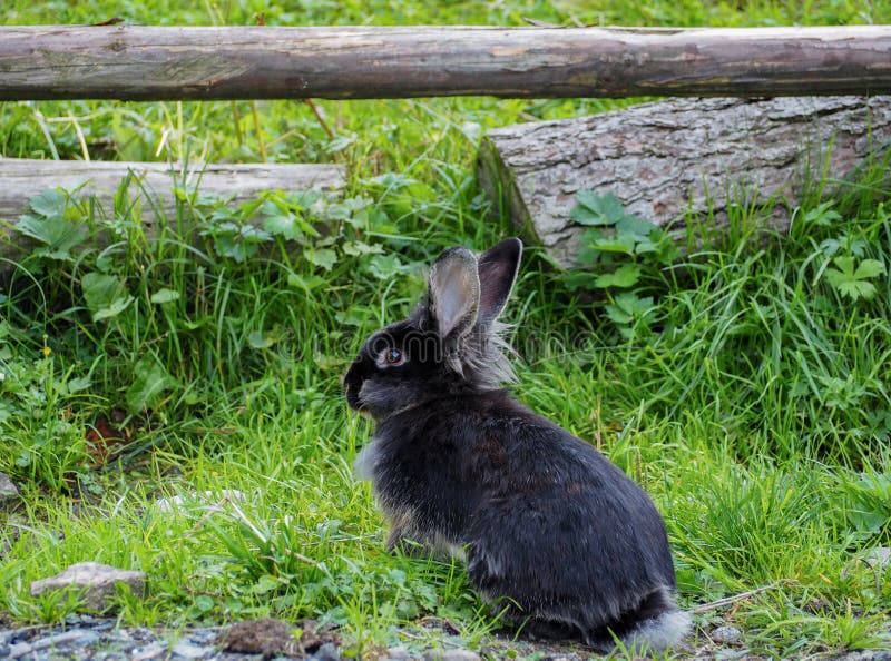 Black bunny in a meadow stock photo. Image of mammal - 170550508