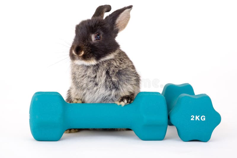 3d Bunny weightlifter stock illustration. Illustration of lucky - 38453696