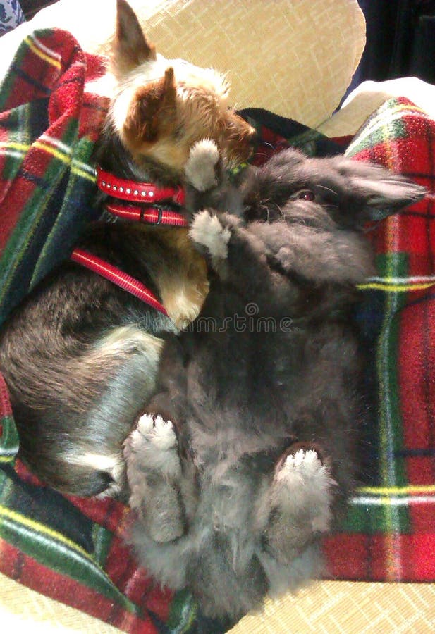 Black Bunny and Yorkshire Terrier Friends Stock Image - Image of nature ...