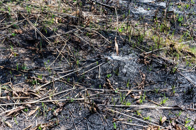 Black Burned Grass after a Fire Stock Image - Image of residues, damage ...