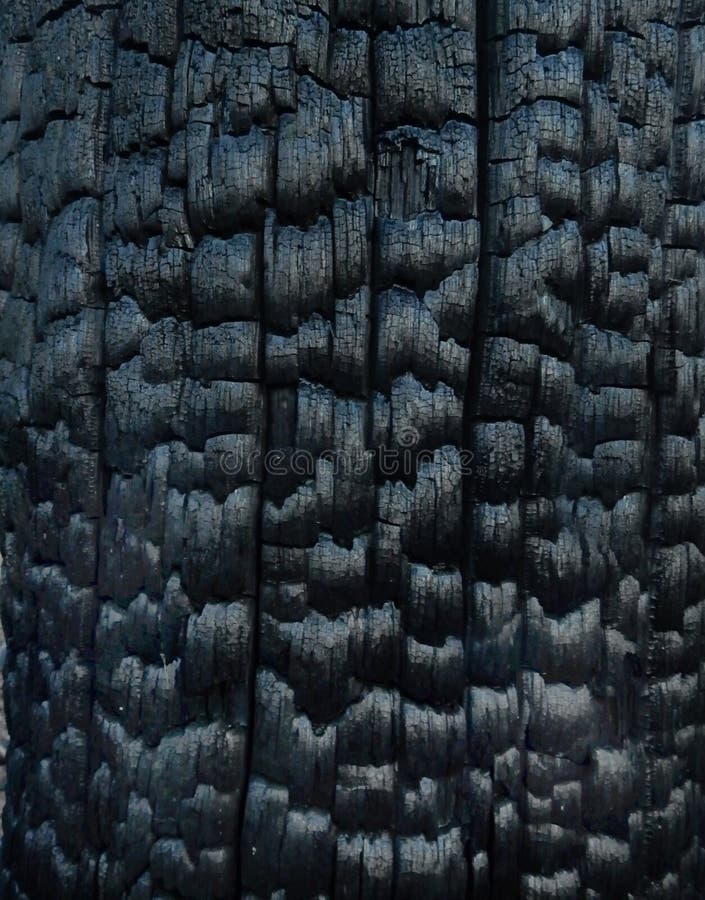 Black Burnt Pine Tree Trunk. Stock Image - Image of birch, golden ...