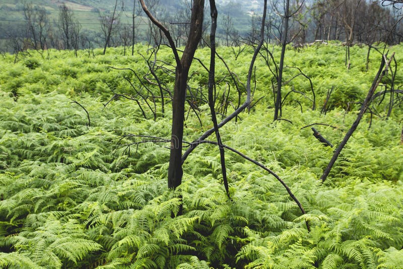 Black Burned Trees among the Green Ferns Stock Image - Image of galicia ...