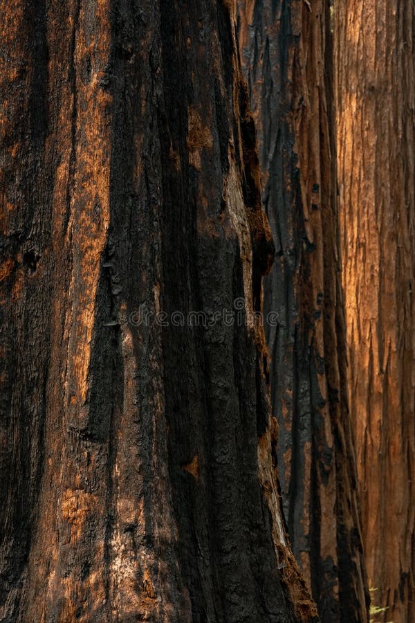Black Burns on the Base of Giant Sequoia Tree Stock Image - Image of ...