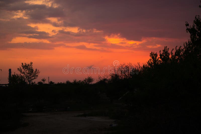 Black bush and sunset stock photo. Image of background - 139124640
