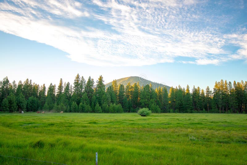 Black Butte Behind Trees and a Meadow Stock Photo - Image of clouds ...