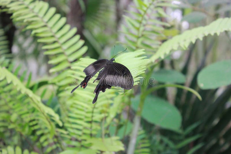 Black butterflies flight . stock image. Image of beautiful - 71940113