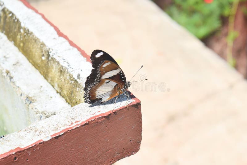 Black Butterflies Fly by the Wind and Sunshine. Stock Image - Image of ...