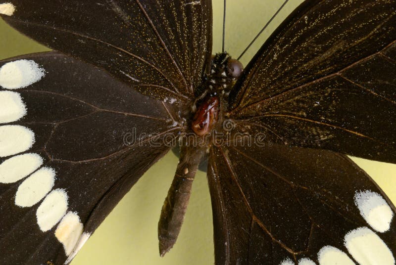 A black butterfly stock photo. Image of nature, beautiful - 12558090