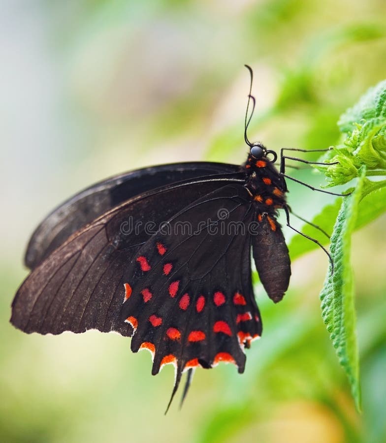 Black owl butterfly stock image. Image of fresh, close - 34820129