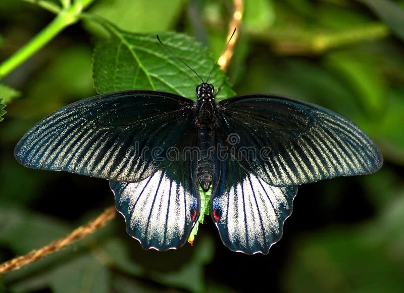 Black butterfly stock photo. Image of wings, butterfly - 5898576