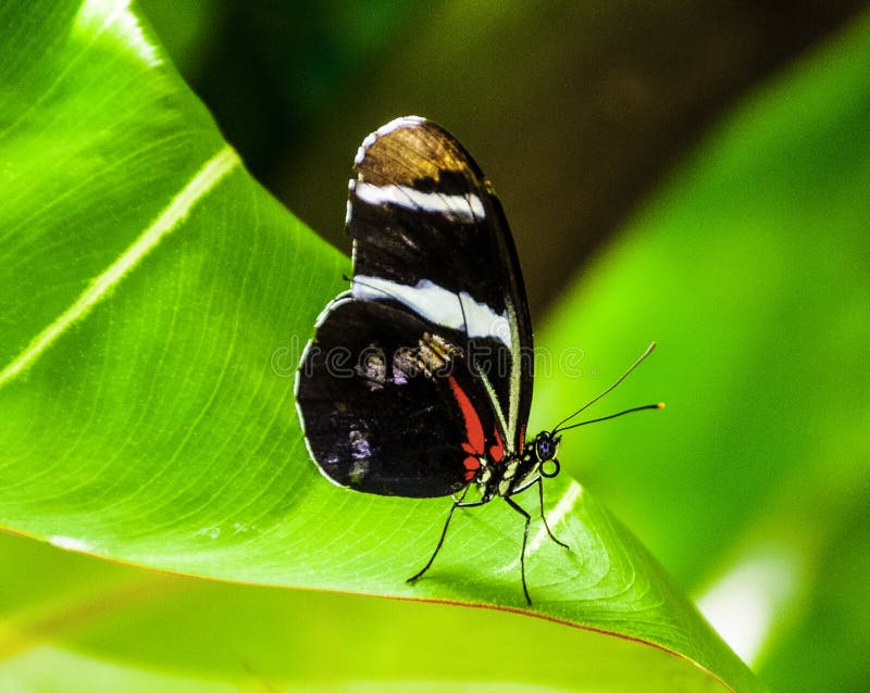 Black Butterfly stock image. Image of black, butterfly - 59732071