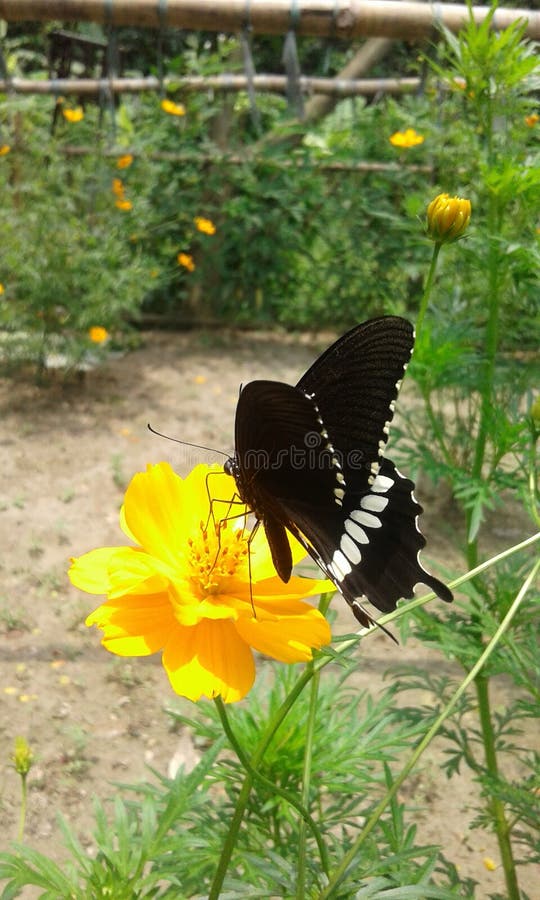 Nice Great Upper Flower Stock Photos - Free & Royalty-Free Stock Photos ...