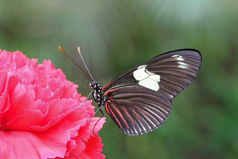 Butterfly on Orchid stock photo. Image of butterflies - 6541464