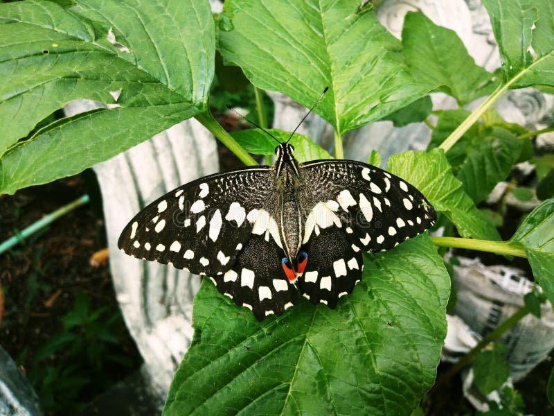 A Black Butterfly with White Spots Stock Photo - Image of insect ...