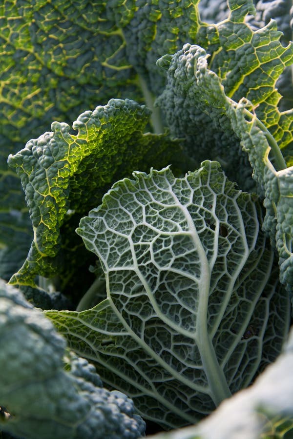 Black cabbage leafs stock image. Image of green, cabbage - 24885627