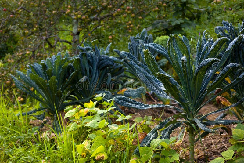 Black Cabbage Plants in the Home Garden Stock Image - Image of ...