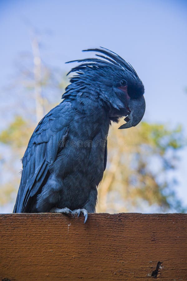 Australian Sulphur Crested Cockatoo Kakadu Stock Photos - Free ...