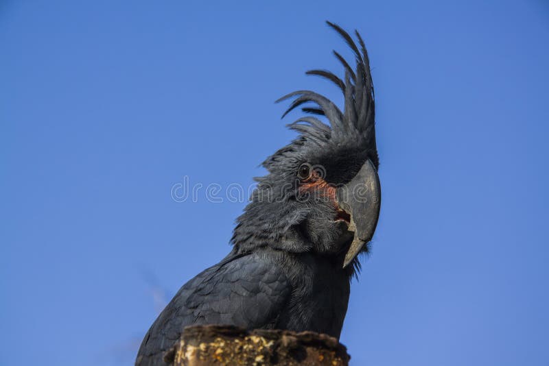 Black Cacadu on branch stock image. Image of couple, aterrimus - 45411775