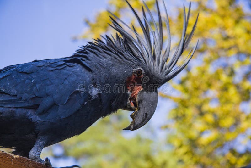 Black Cacadu on branch stock photo. Image of cockatoos - 45411820