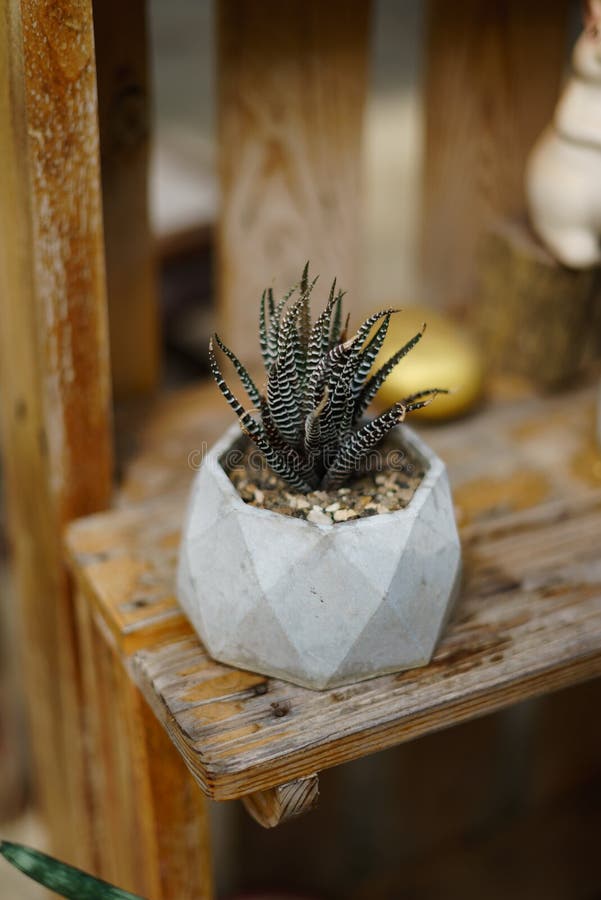 Black Cactus in Grey Pot on Wooden Shelf Stock Image - Image of thorn ...