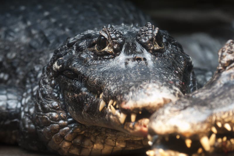 Black caiman stock photo. Image of danger, head, tooth - 16676284
