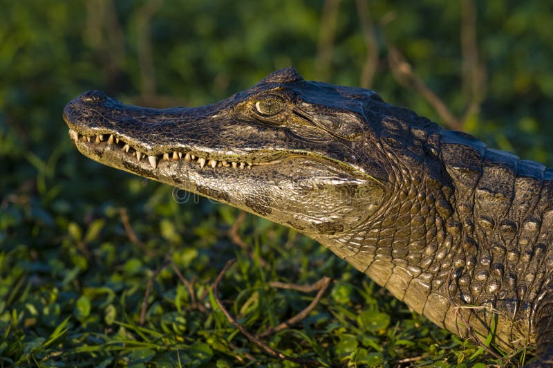 Black caiman stock photo. Image of danger, head, tooth - 16676284