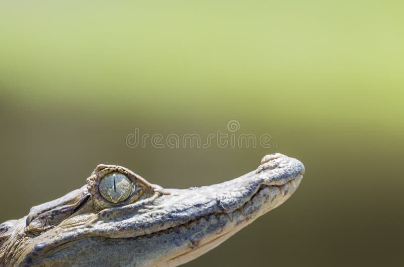 Black Caiman (Melanosuchus Niger) in Amazon Rainforest Brazil Stock ...