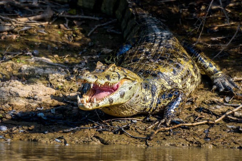 Black Caiman on the Riverbank Stock Image - Image of alligator ...