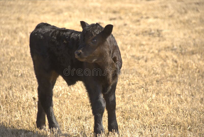 Cute Highland Calf Looking Back Stock Image - Image of closeup, calves ...