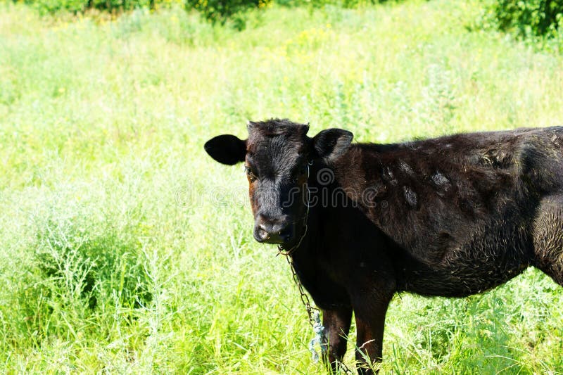 Black Calf, Meat Breed, at a Summer Meadow Stock Image - Image of green ...